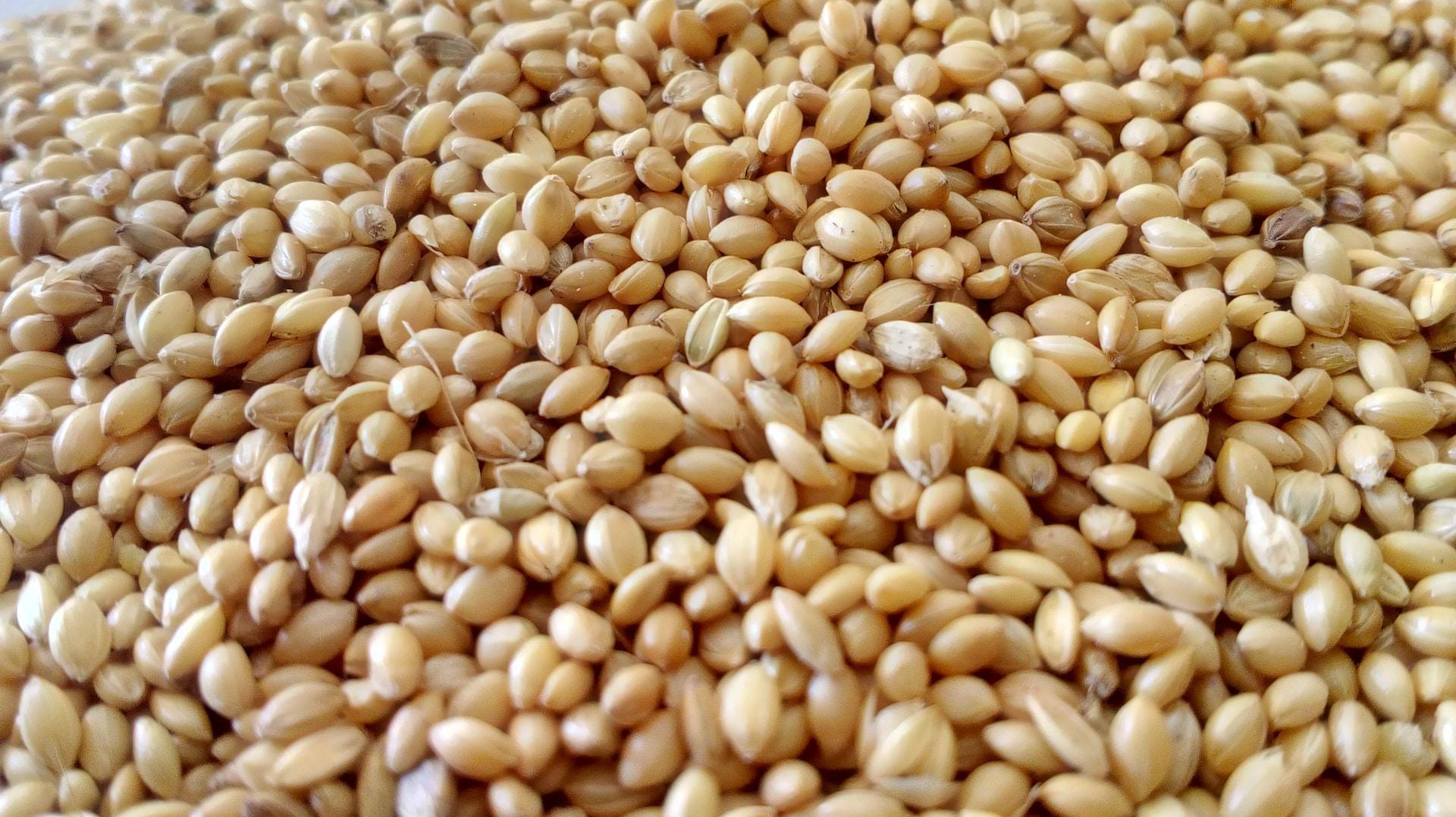 Seed Preservation Techniques: 20 Important Facts - BitGlint