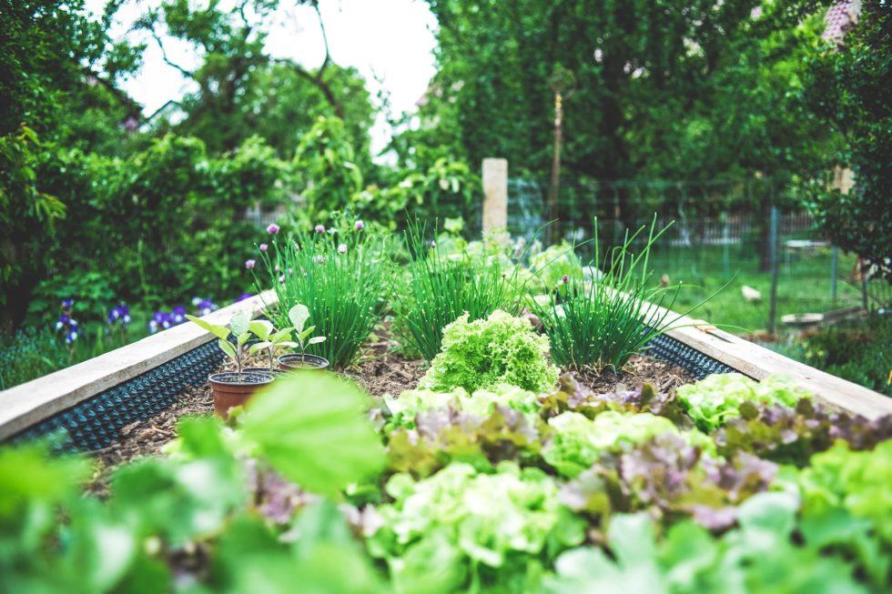 Guide to Growing Organic Vegetables at Home - 10 Tips - BitGlint