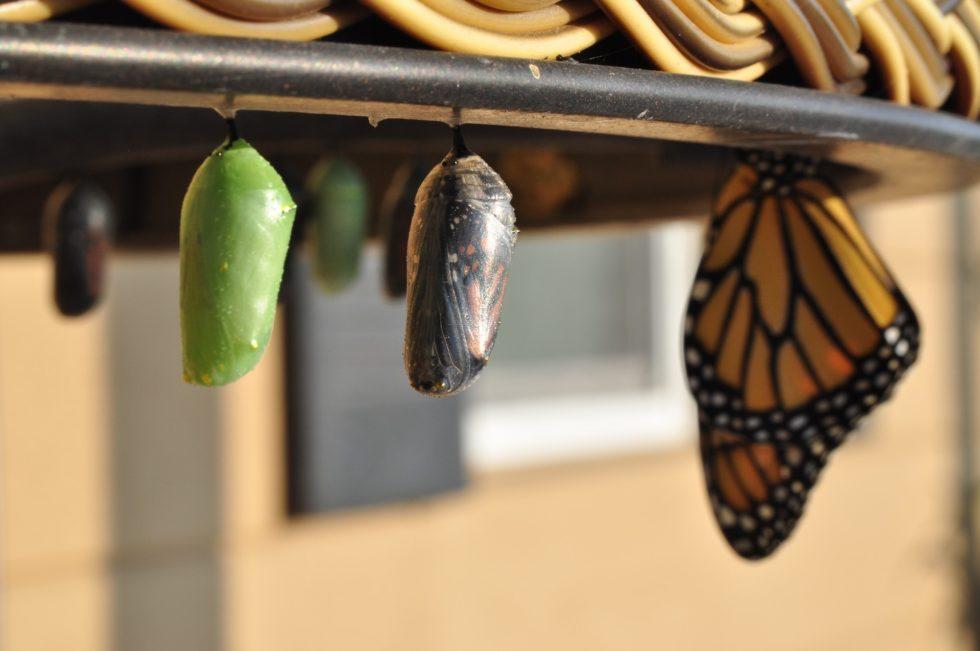 30 Examples of Metamorphosis: Nature, Life, Tech - BitGlint